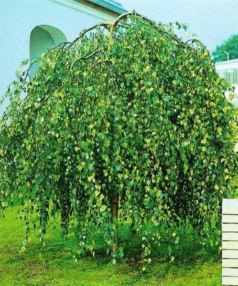 Лиственные деревья купить в питомнике ТУЯ-ПАРК в Гродно