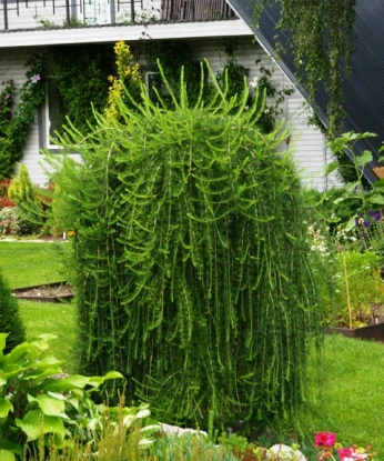 Купить лиственницу - саженцы лиственницы в питомнике ТУЯ-ПАРК в Гродно